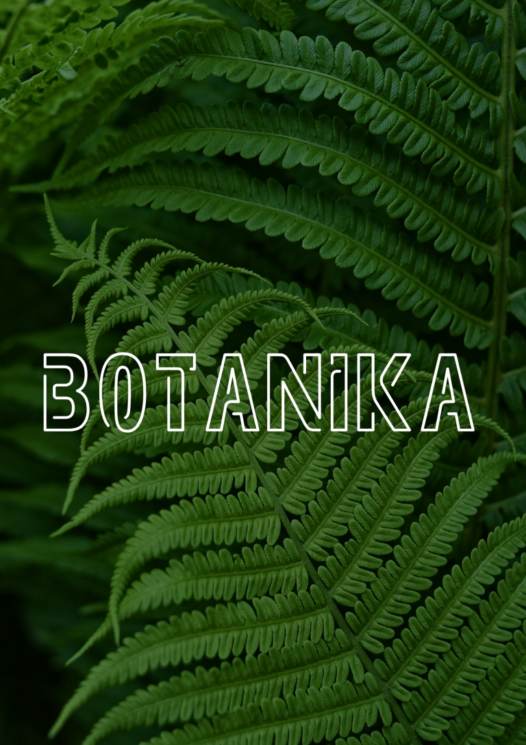 Fotosintēze vienkāršiem vārdiem: kā augi ražo enerģiju - botanika.lv